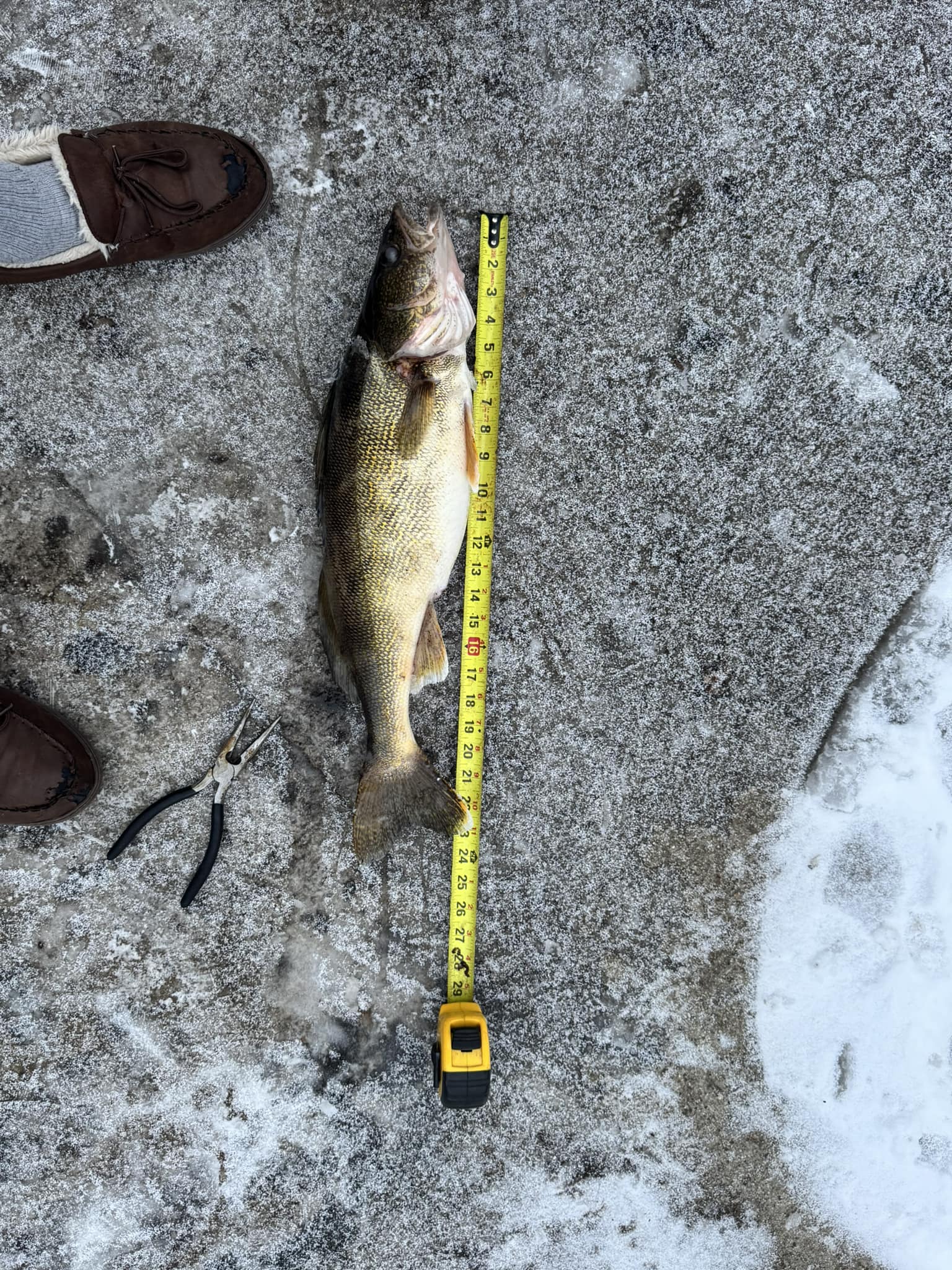 Ludington Fishing Reports - Visit Ludington