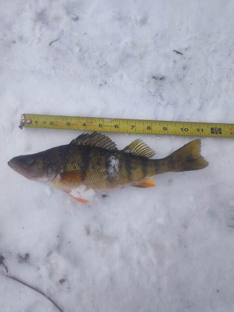 Ludington Fishing Reports - Visit Ludington