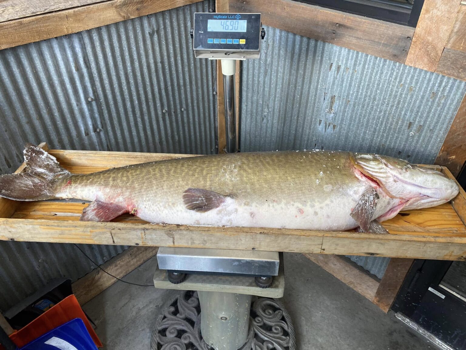 Ludington Fishing Reports - Visit Ludington