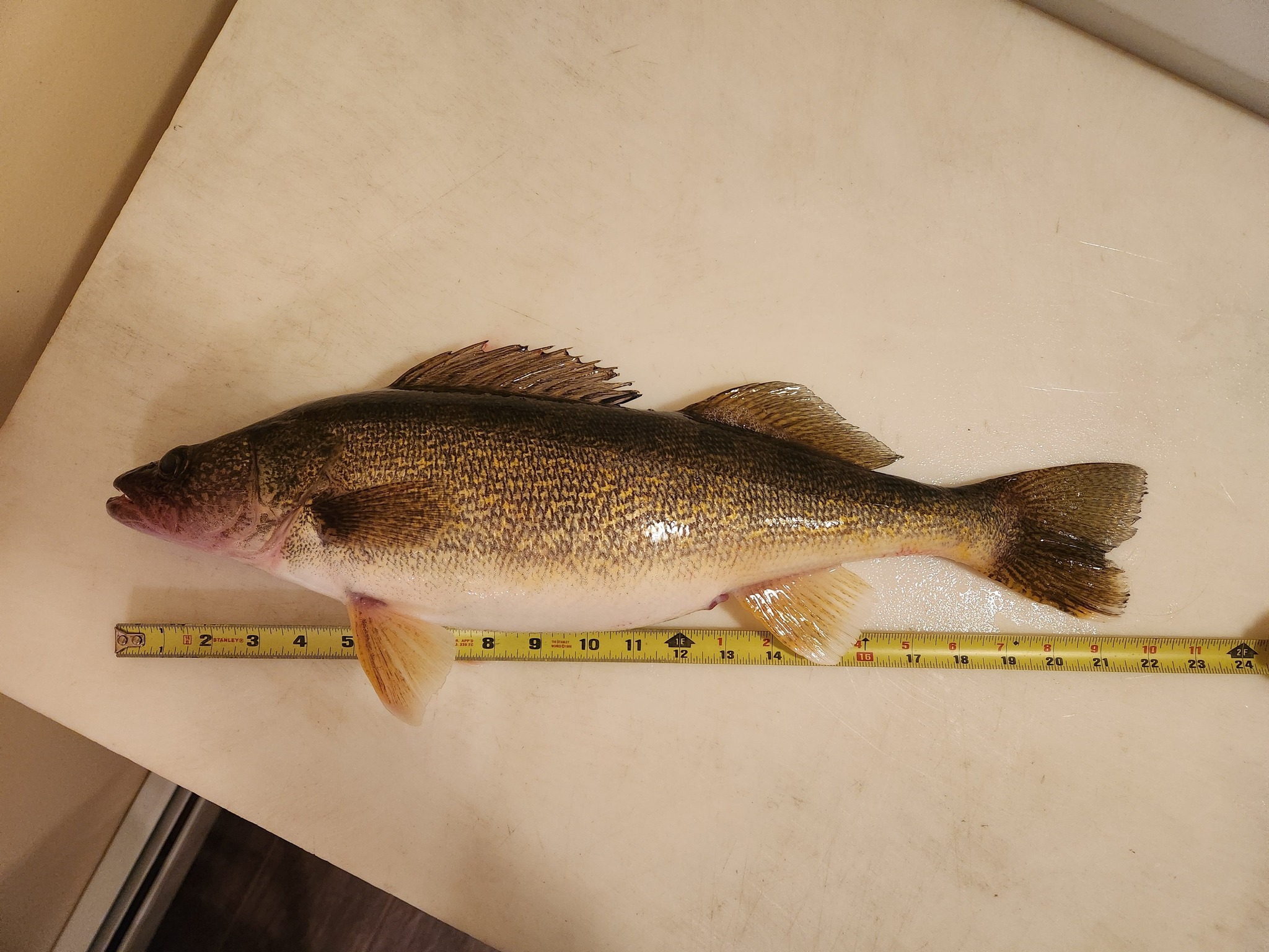 Ludington Fishing Reports - Visit Ludington